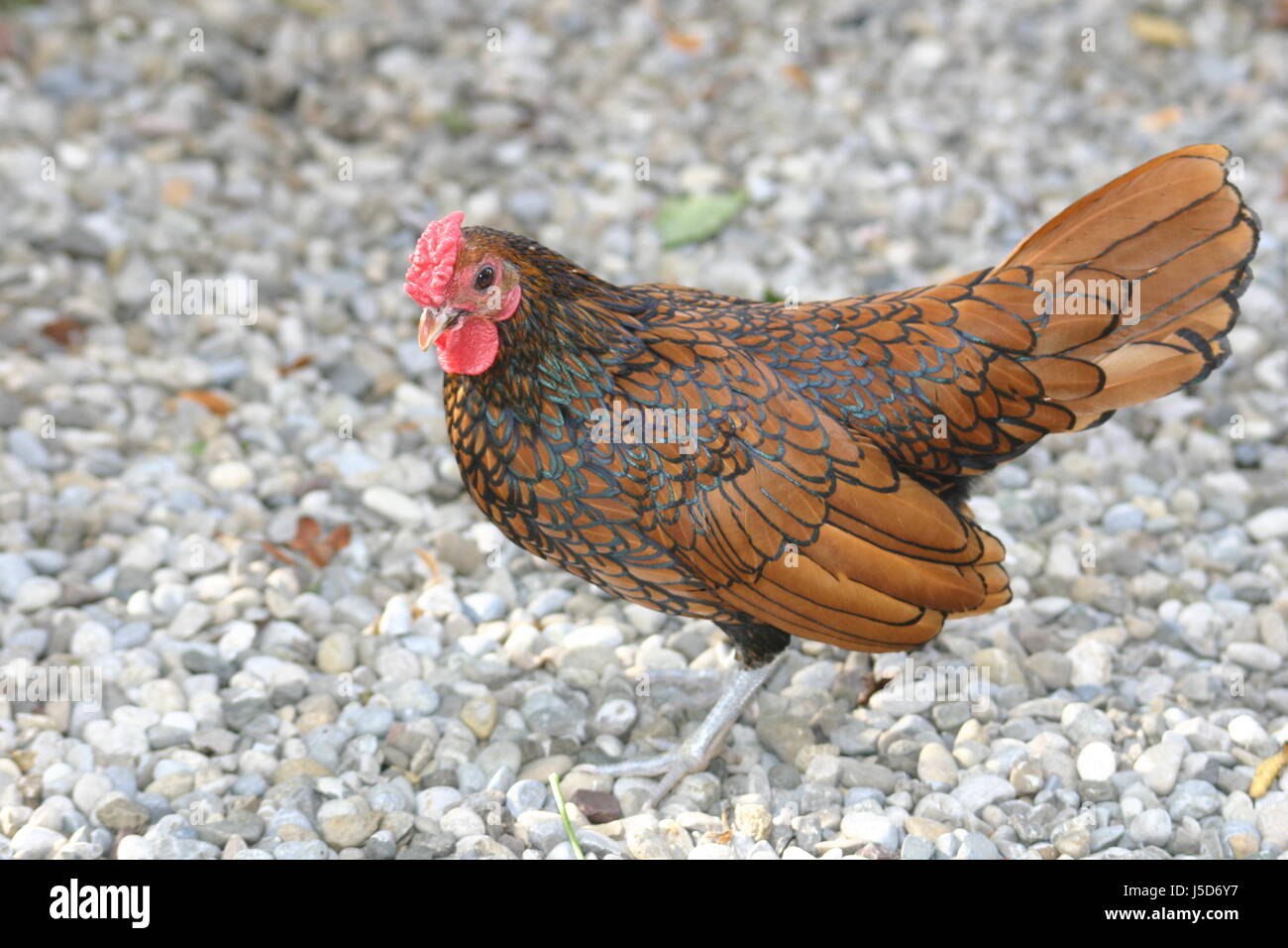 garden bird birds small tiny little short chicken gardens breed hen ...