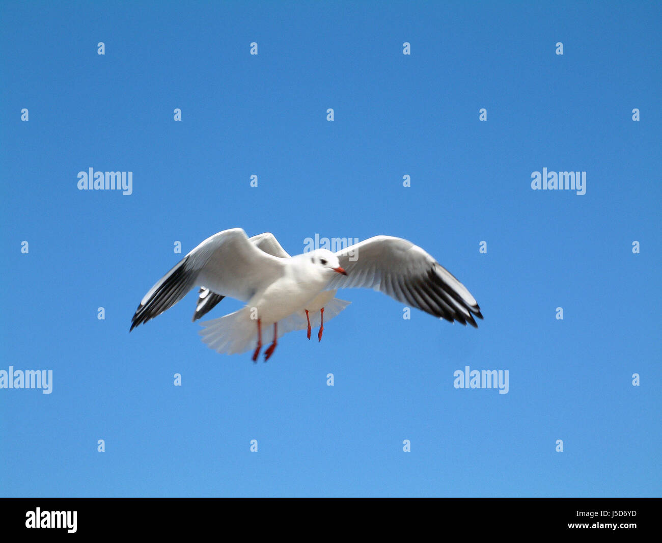 bird animals birds ahead protect protection consecutively behind ...