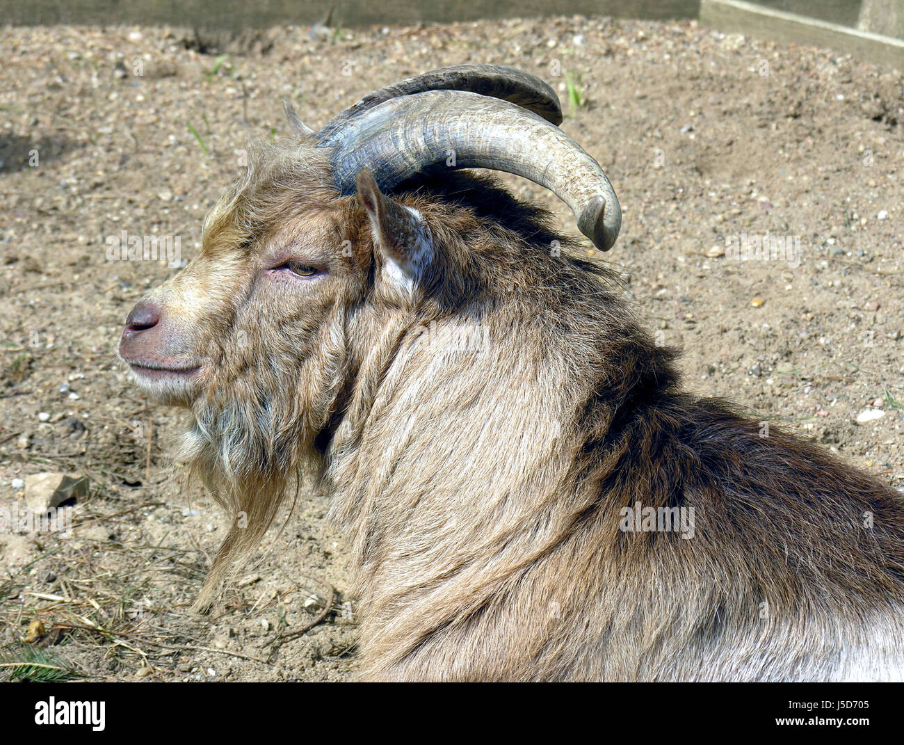 Pointed face hi-res stock photography and images - Alamy