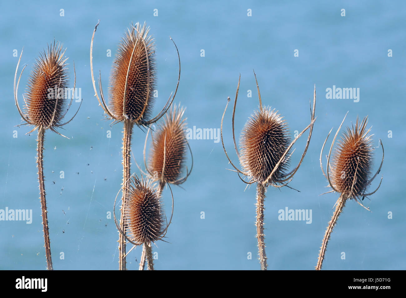blue teasel ray medicinal plant combs salt water sea ocean water wilde ...