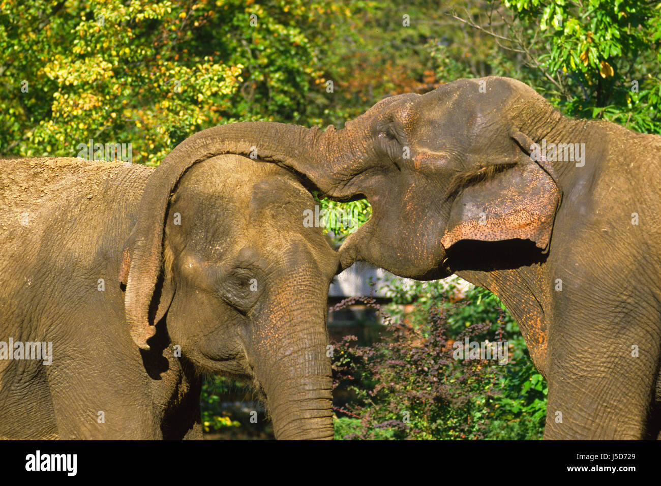 conversation narrate elephant animals elephants secret proboscis ...