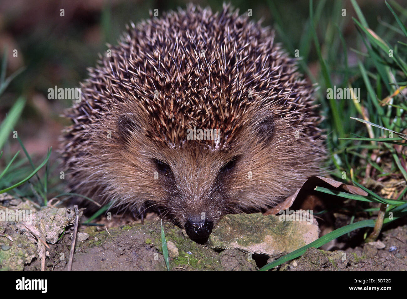 animals prickle prickly hedgehog wanderings beginning erinaceus ...