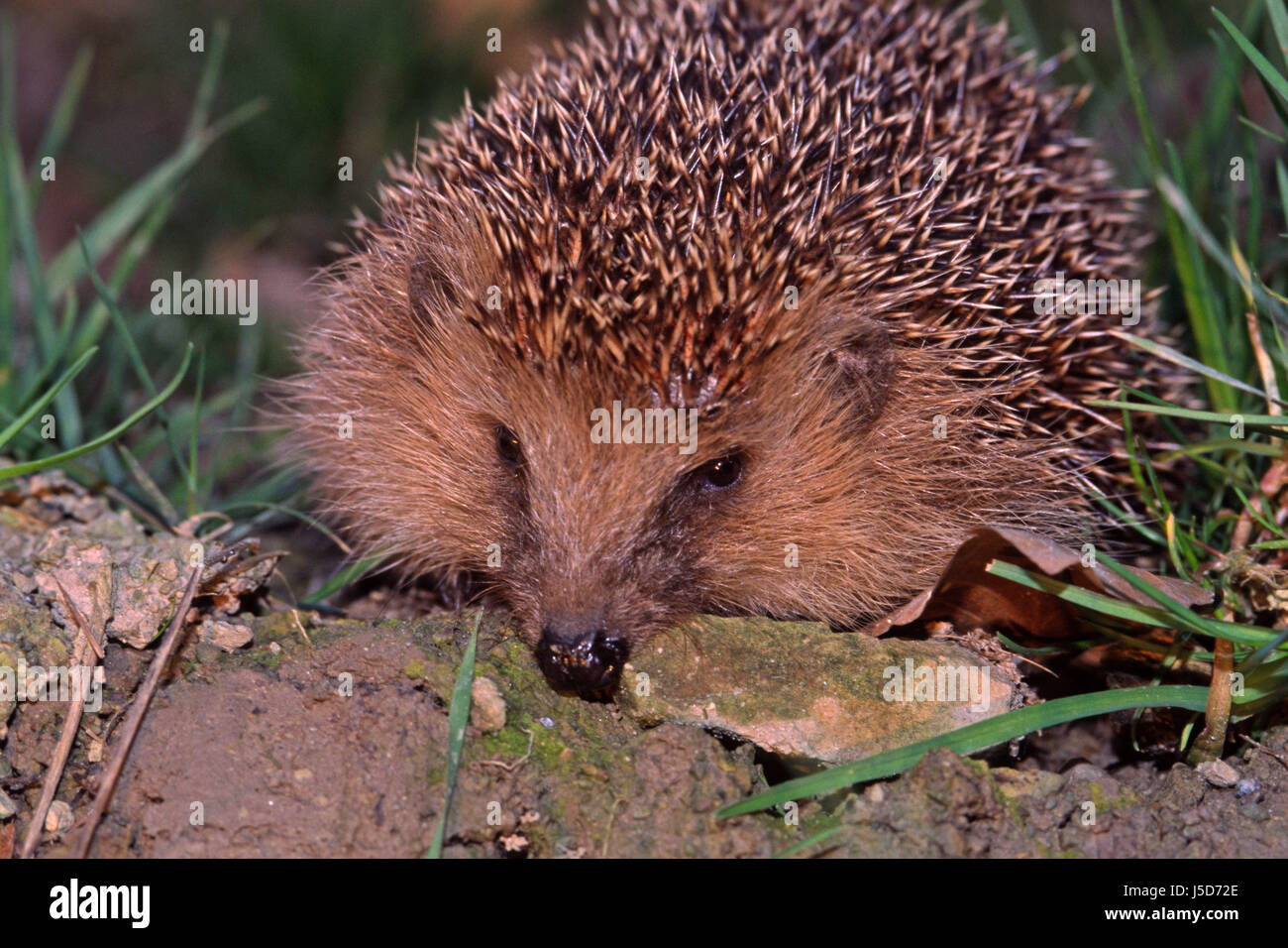 animals evening light prickly hedgehog wanderings erinaceus europaeus ...