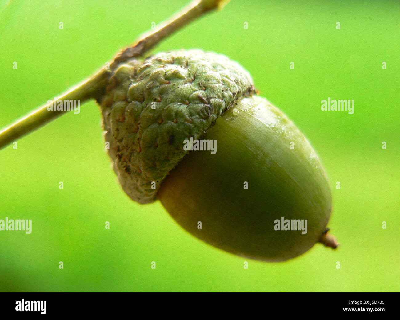 Oak fruit hi-res stock photography and images - Alamy