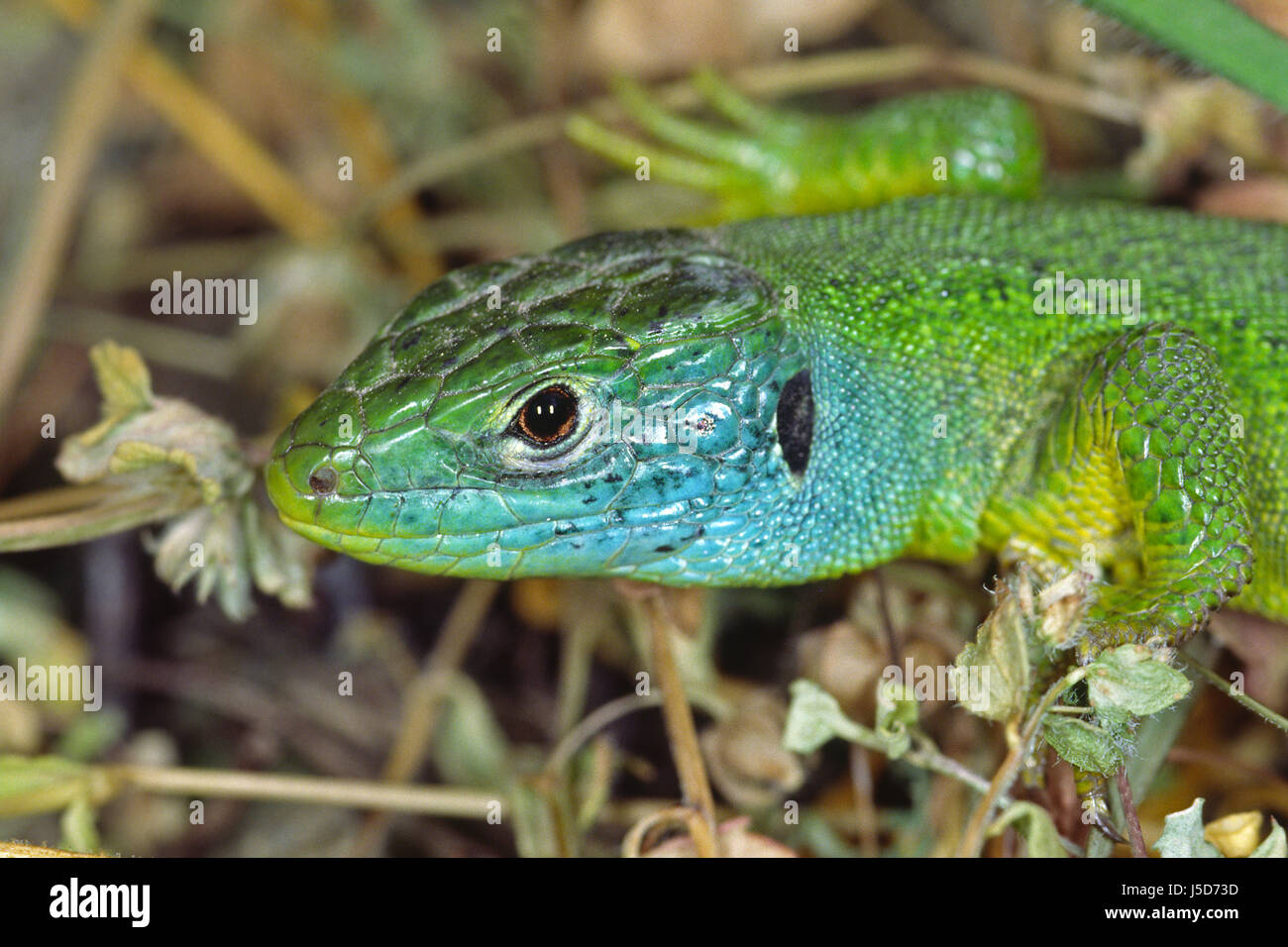 green lizard,lacerta viridis Stock Photo - Alamy
