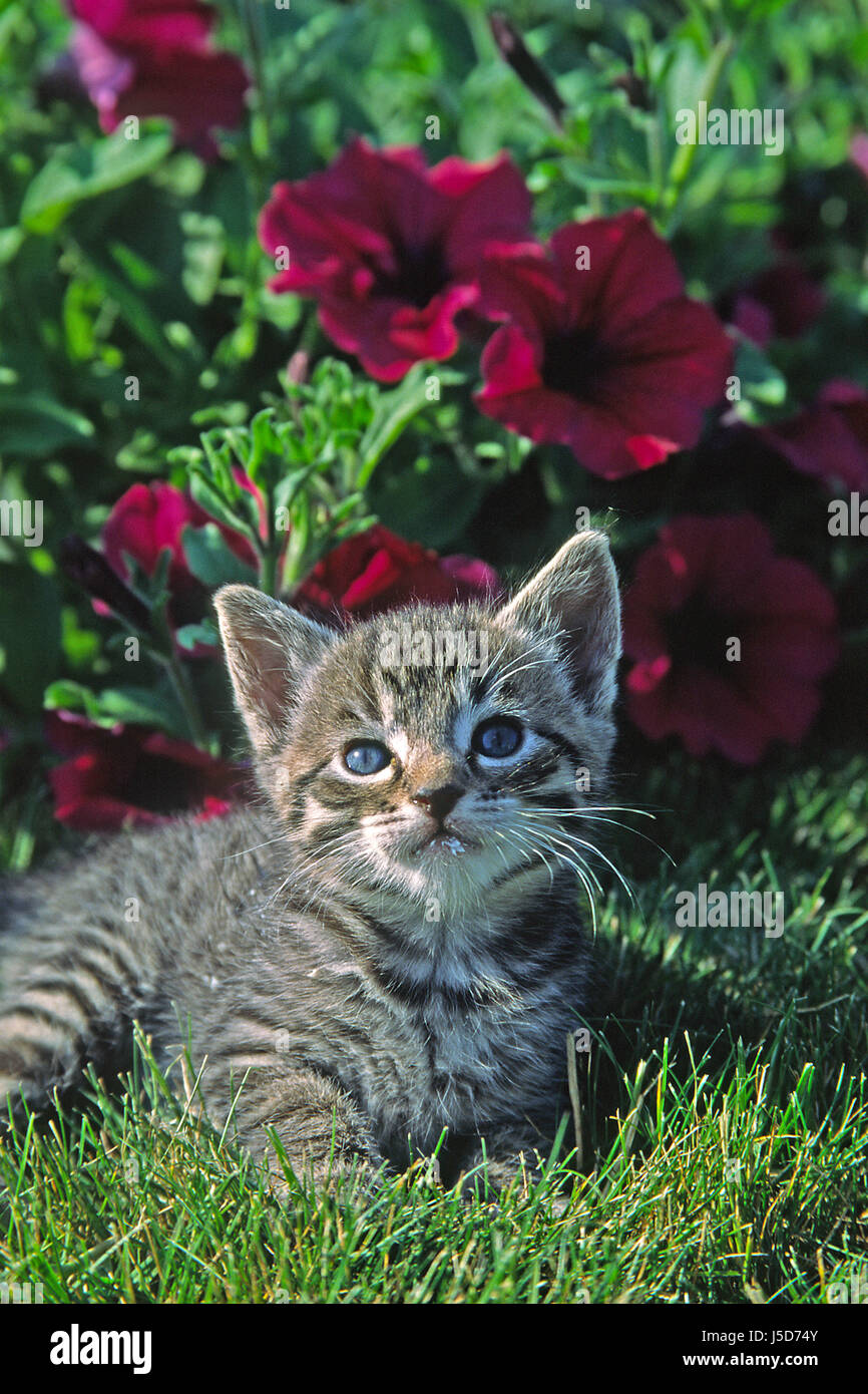 playful young animal animal child pussycat cat domestic cat kitten ...
