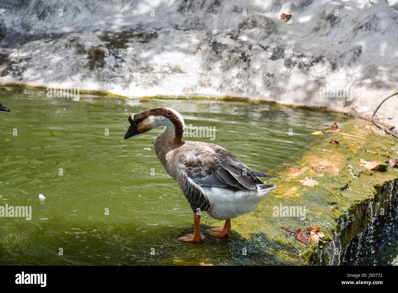 Goose swimming in pond Stock Photo - Alamy