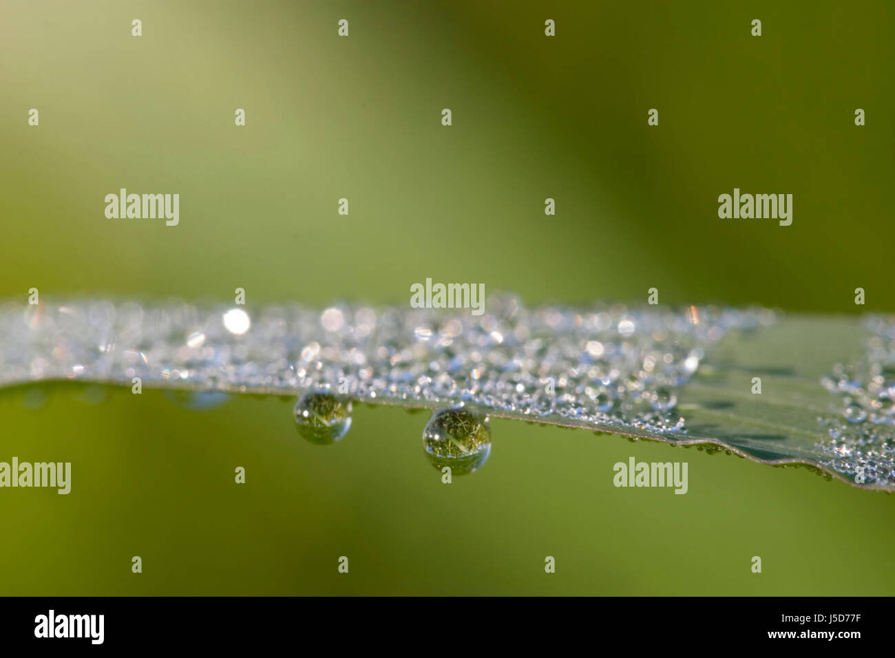 water drops on blades of grass Stock Photo - Alamy