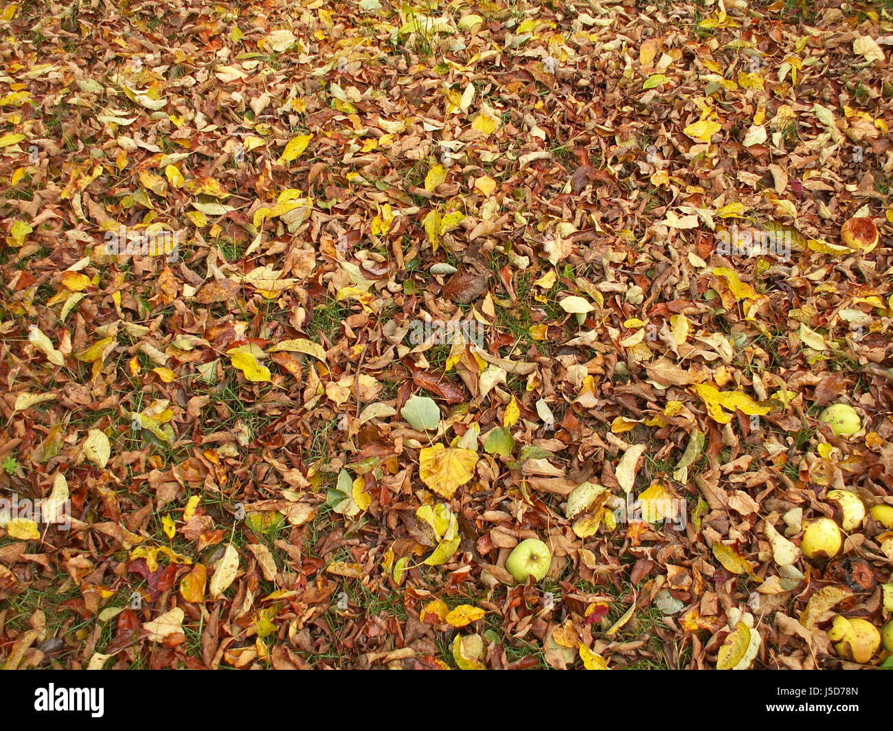 green ground soil earth humus brown brownish brunette leaves coloured ...