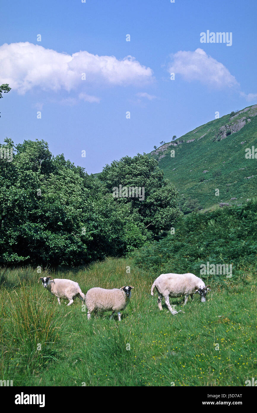 animals sheep (pl.) graze blackface sheep schottland tiere nutztiere ...
