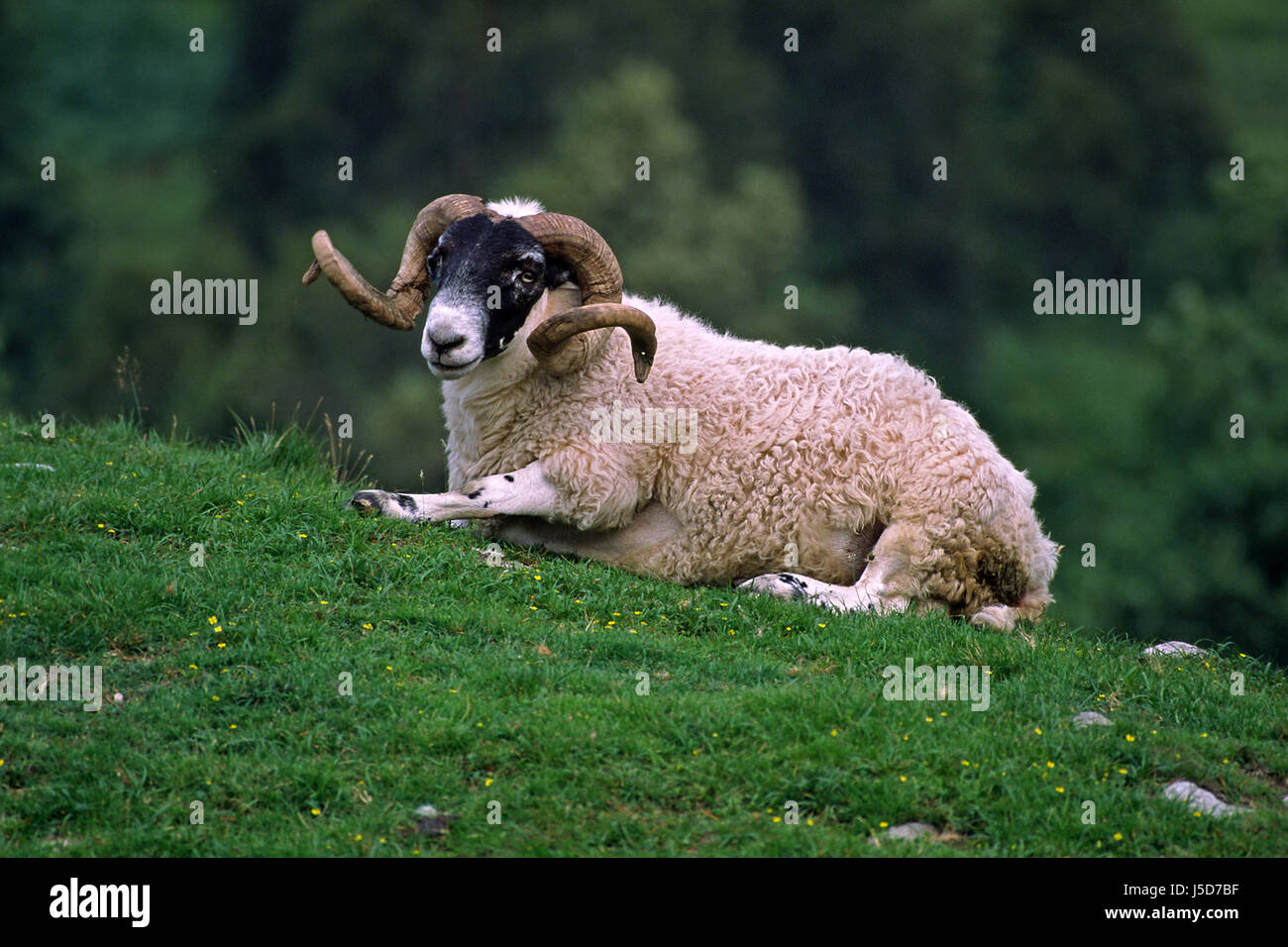 hill animals horn sheep cornets scotland sheep (pl.) dormant schafbock ...