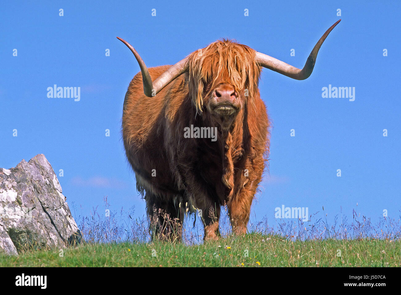 scottish highland bull,bos taurus Stock Photo - Alamy
