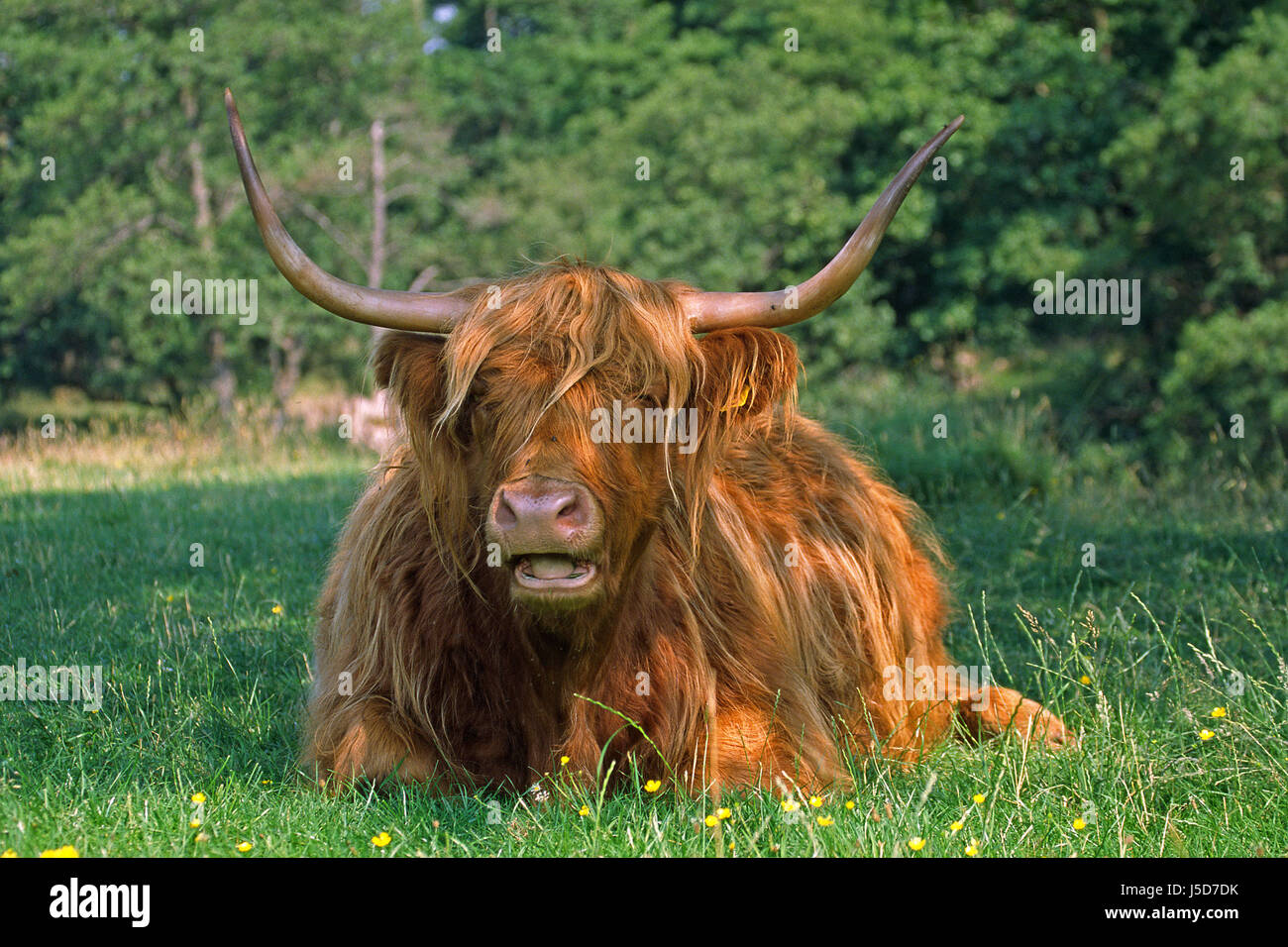 animals horn cornets bovine scotland cattle farm animal dormant yawning ...