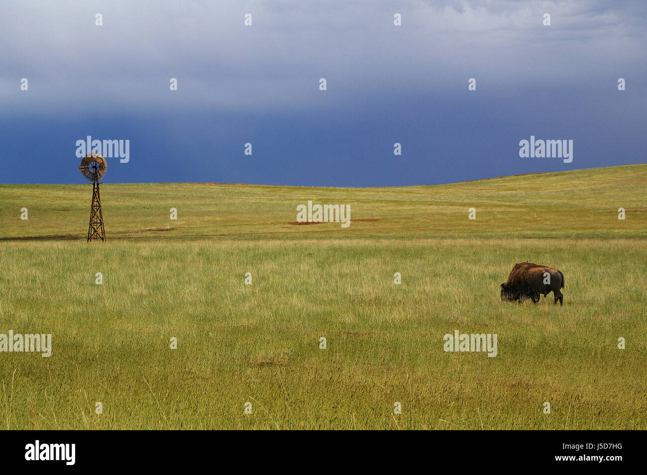 wheel animal animals field usa america dry dried up barren wind energy ...