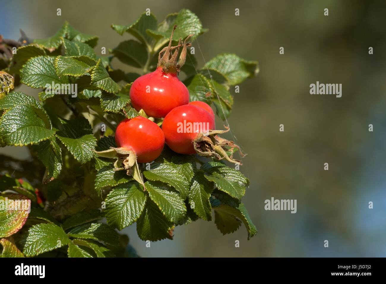 flower rose plant green fruit three haw dog rose red leaves foliage ...