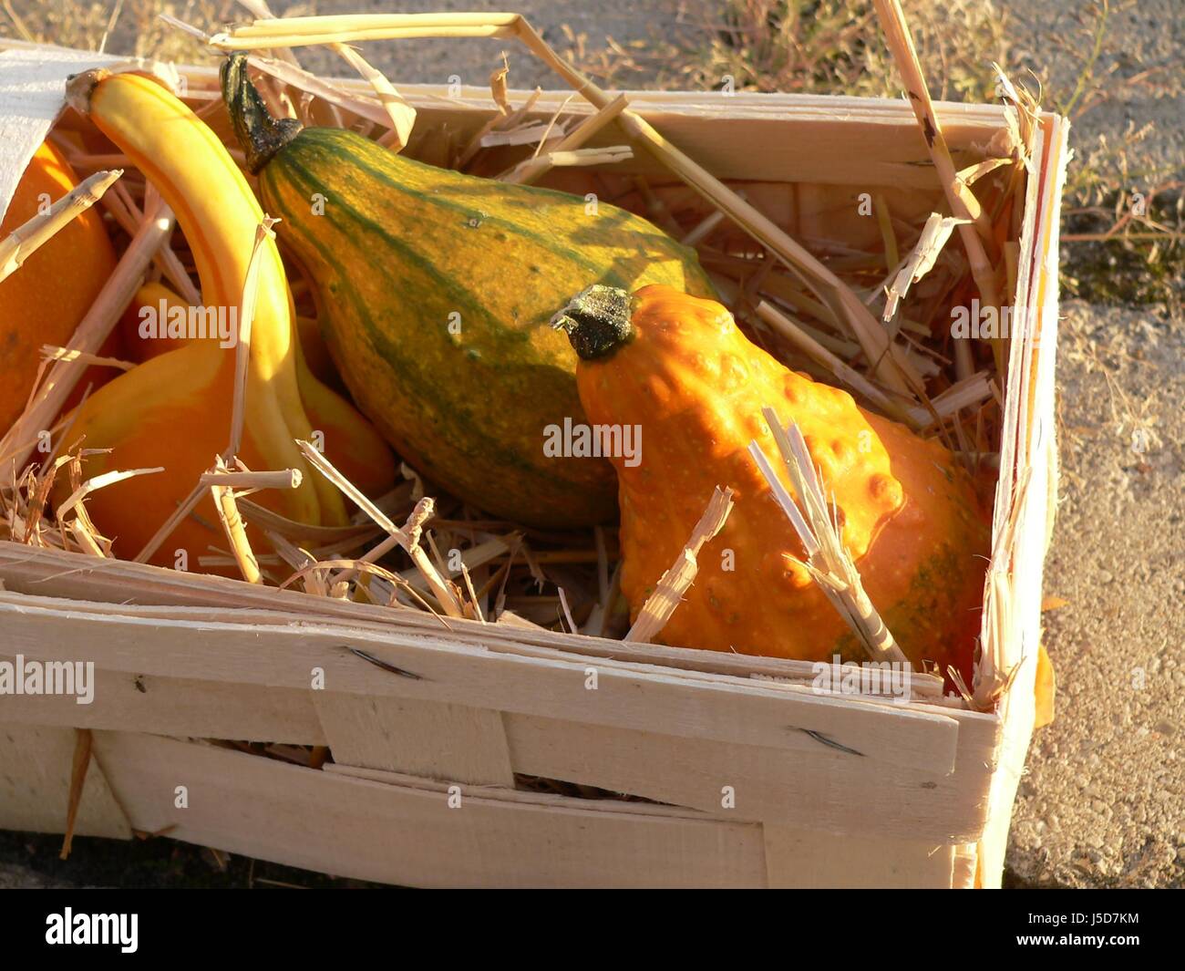 Bicolor pear gourd hi-res stock photography and images - Alamy