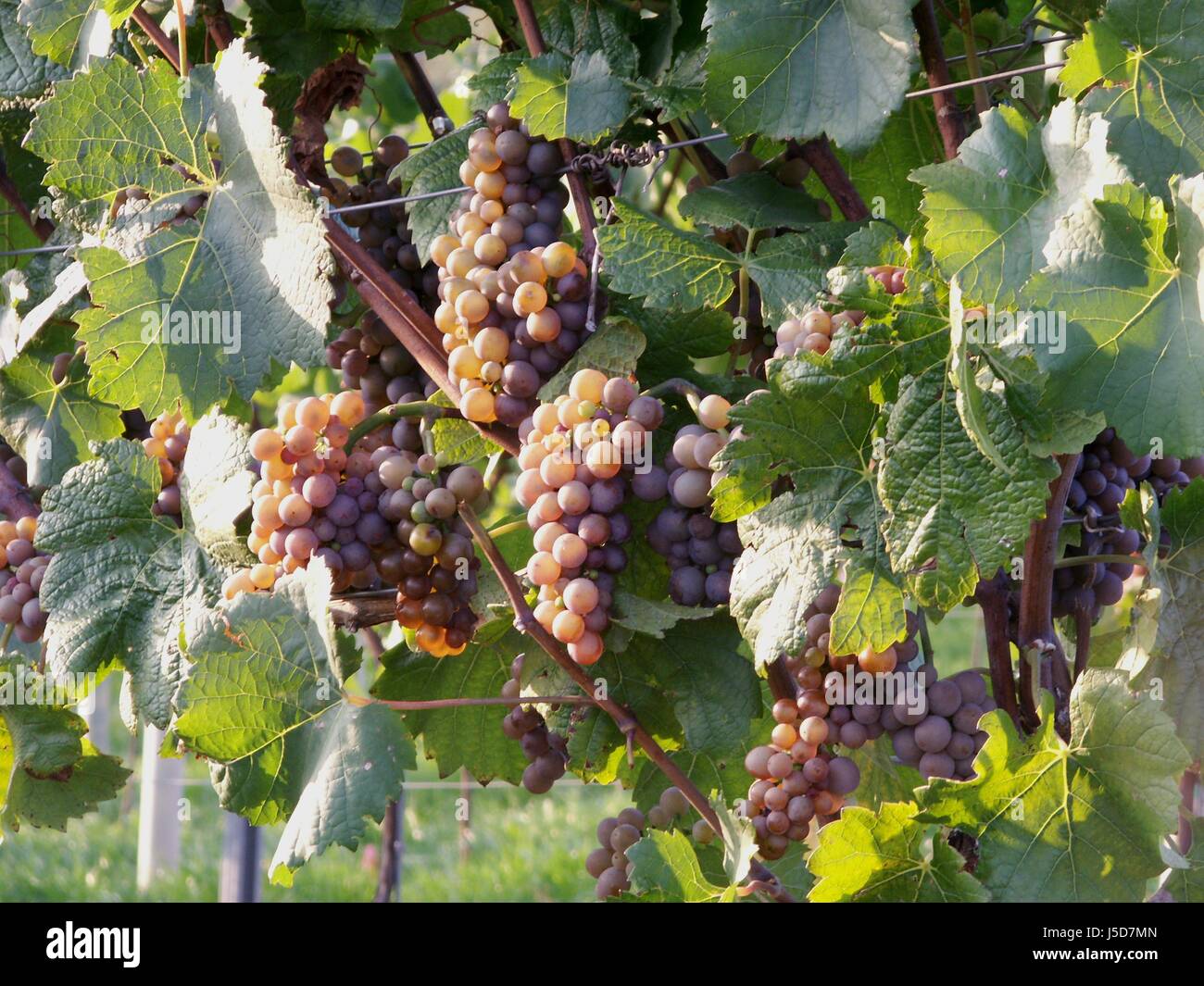 grapes sunshine common grape vines vine grape vine grape-vine grape vine leaf Stock Photo - Alamy