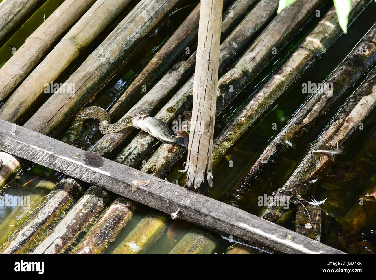 Snake eating fish Stock Photo - Alamy