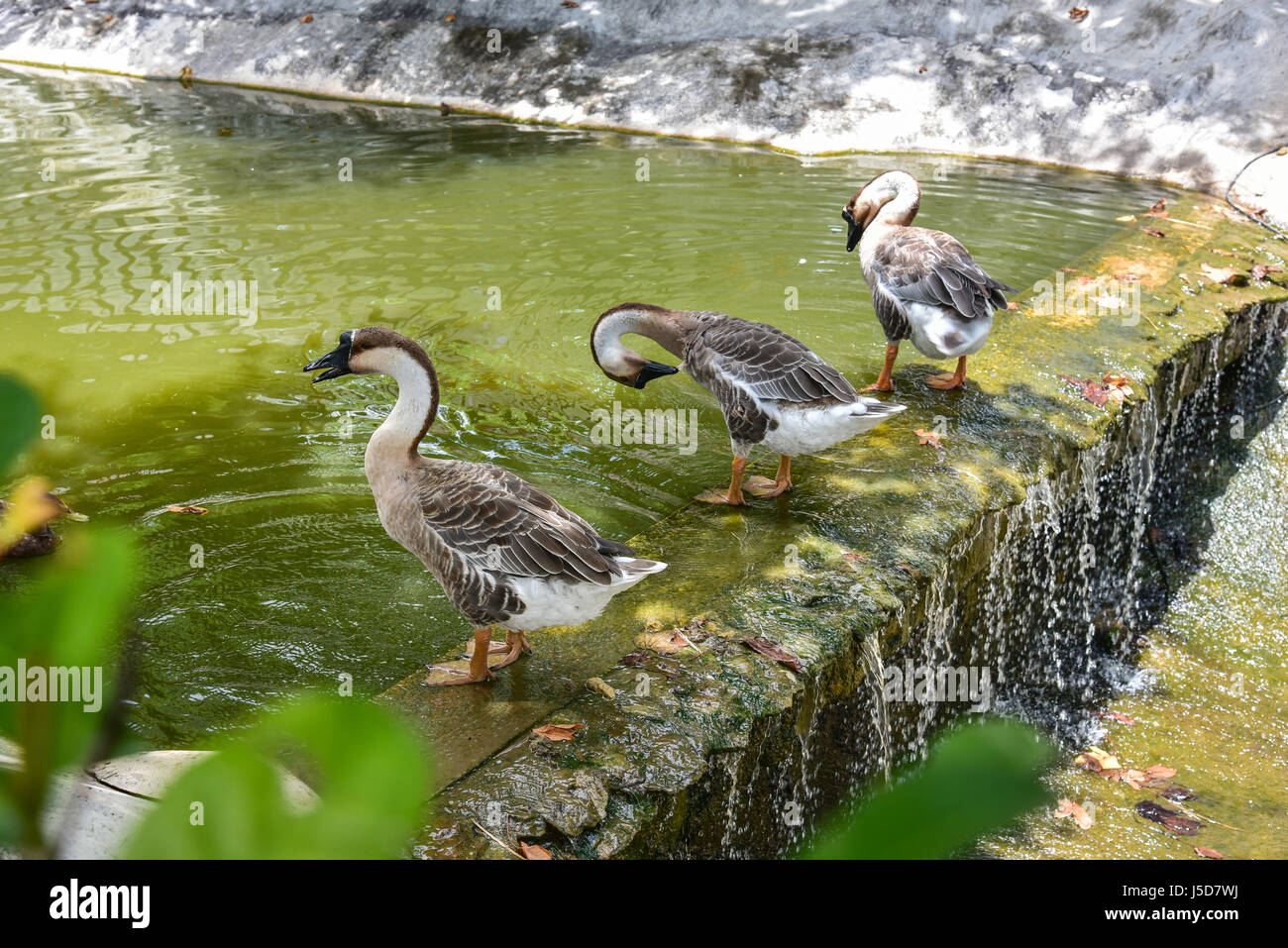 Goose swimming in pond Stock Photo - Alamy