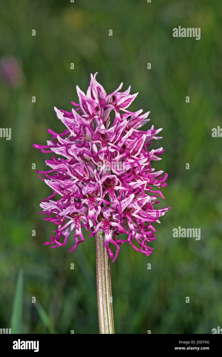 orchis simia,monkey orchid Stock Photo - Alamy
