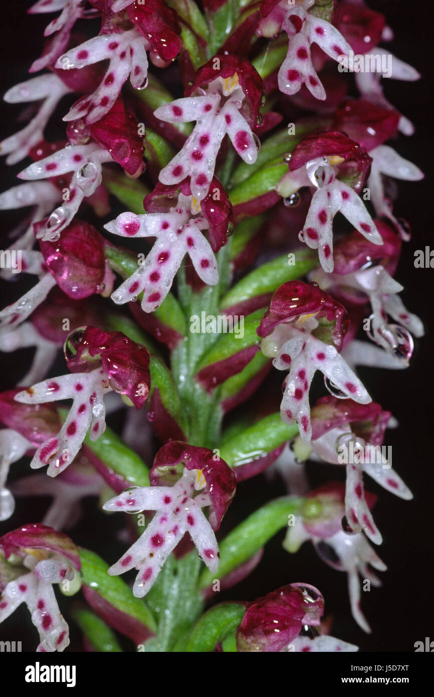 orchis ustulata,fire orchid Stock Photo - Alamy