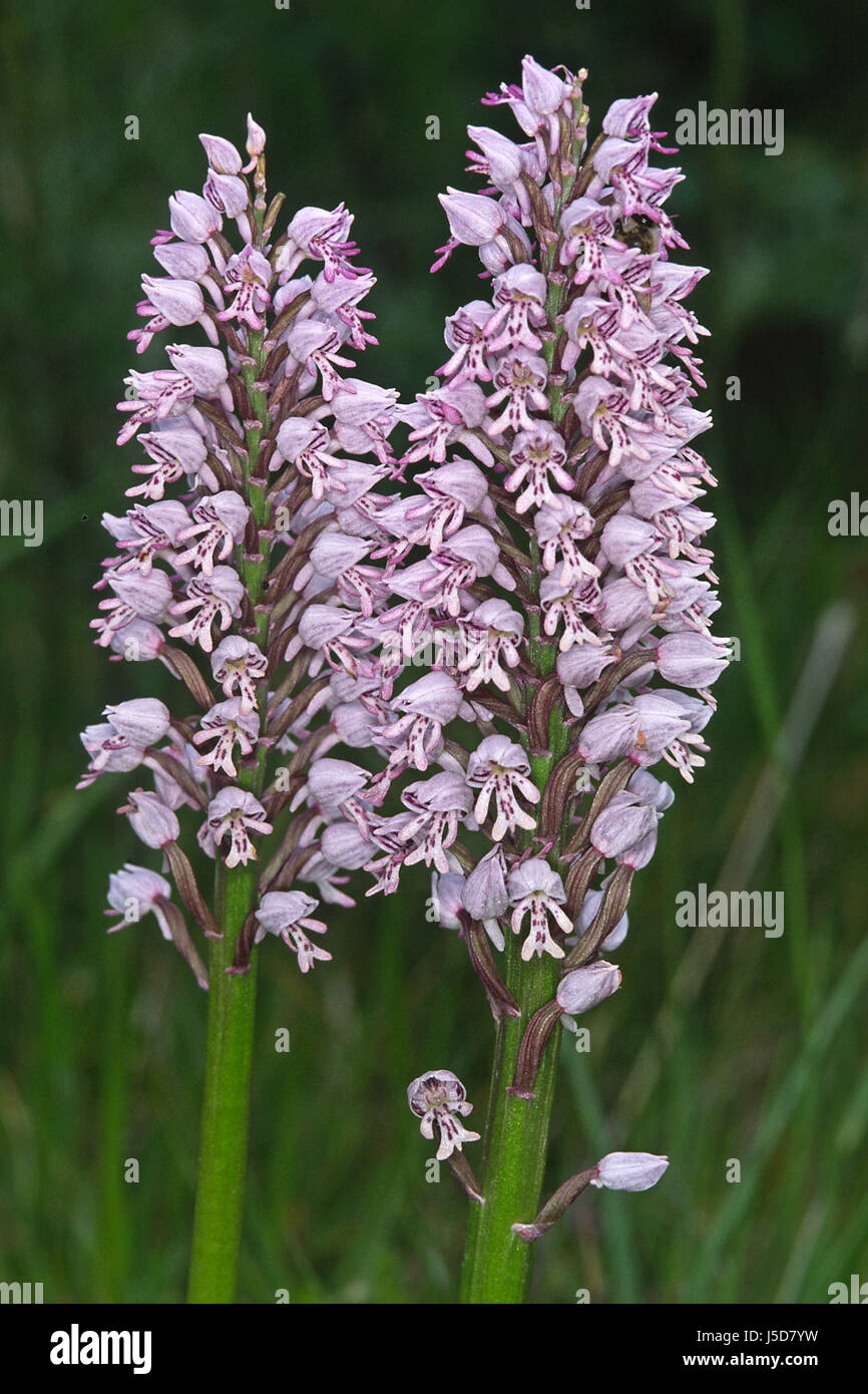 flower flowers plant orchid orchis militaris helm-knabenkraut ...