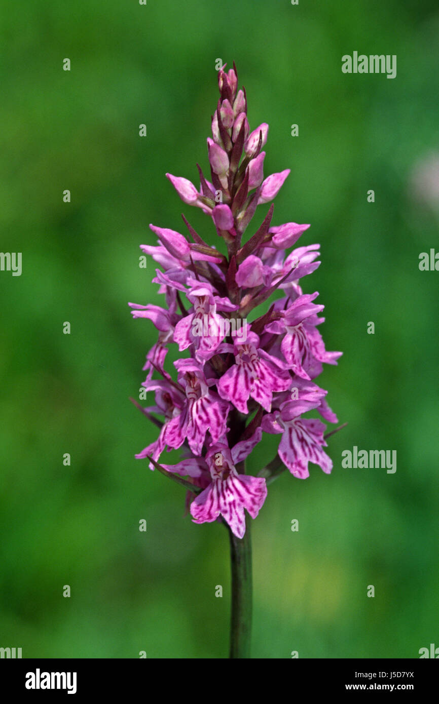 dactylorhiza fuchsii,fuchs orchid Stock Photo - Alamy