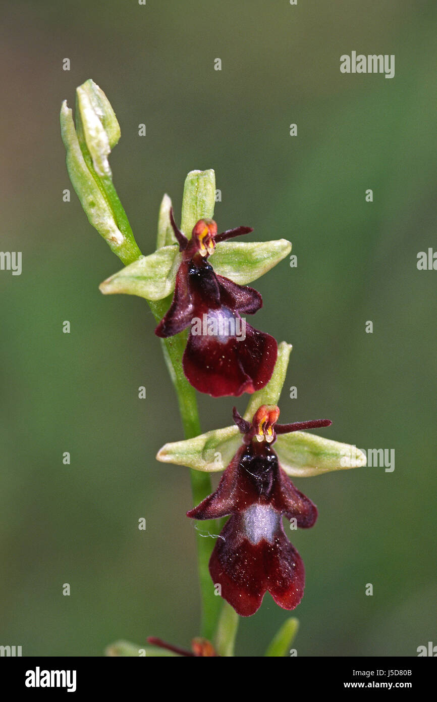 ophrys insectifera,fly orchid Stock Photo - Alamy