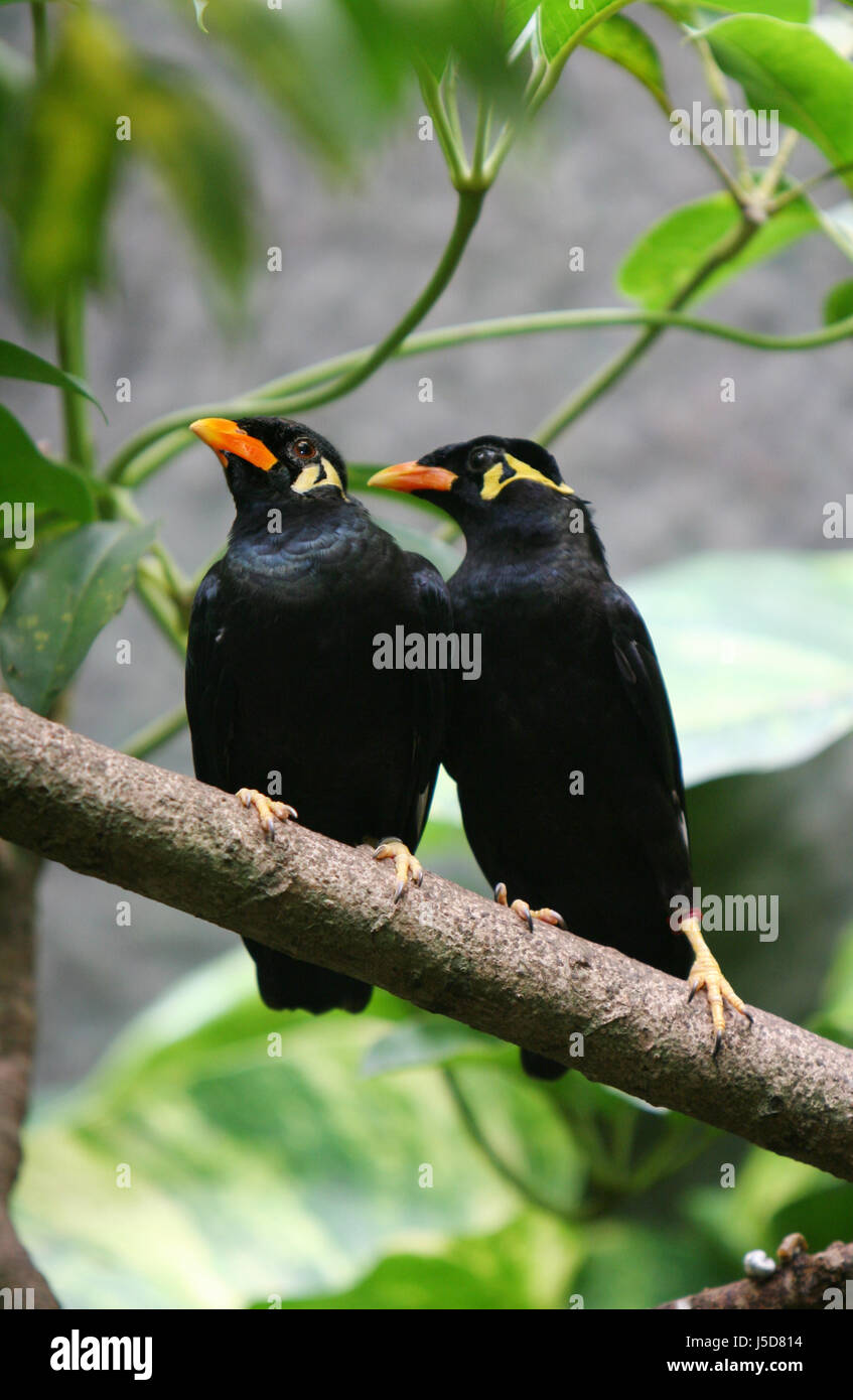 Beo starling hi-res stock photography and images - Alamy