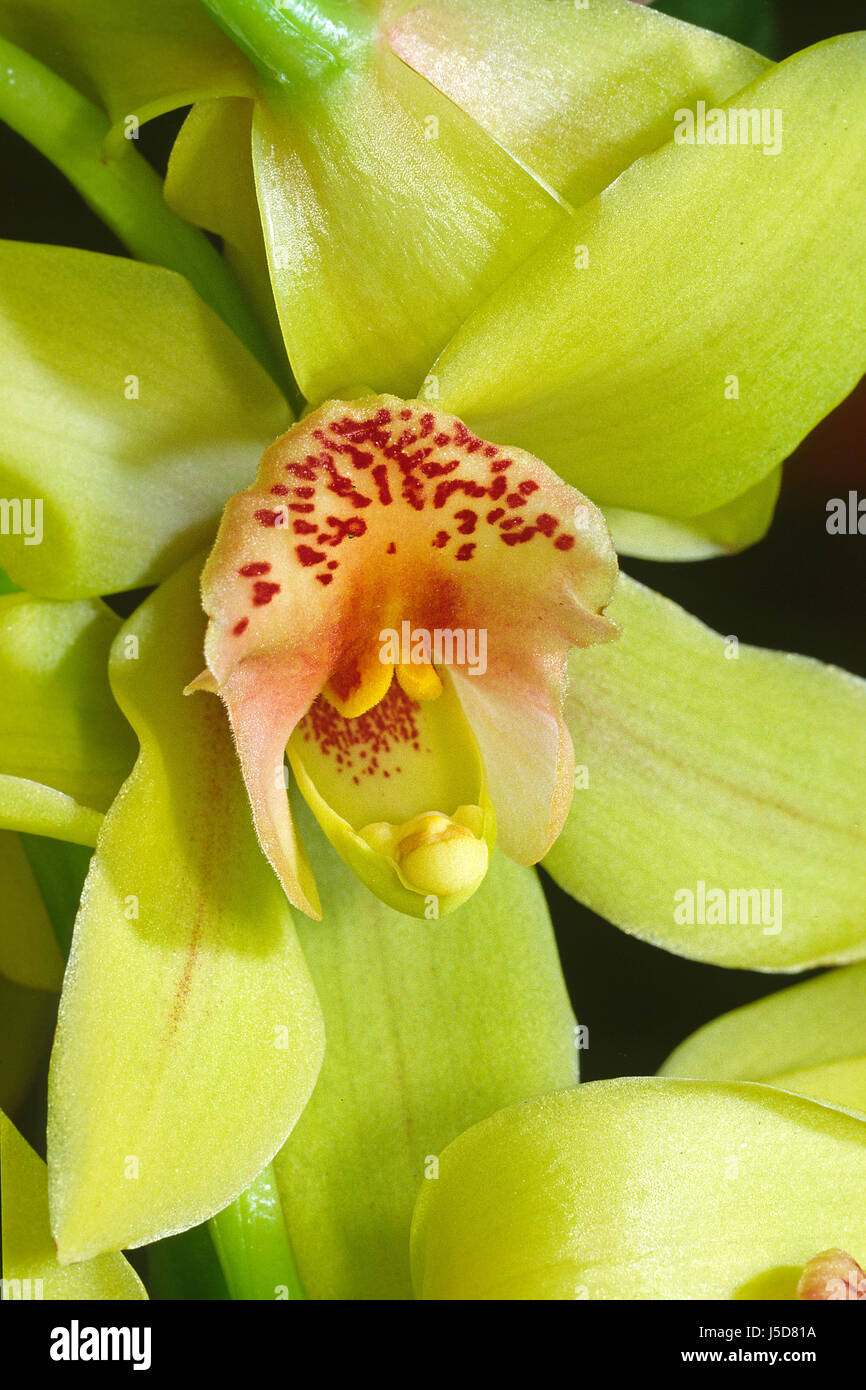 Gelbe cymbidium orchidee hi-res stock photography and images - Alamy