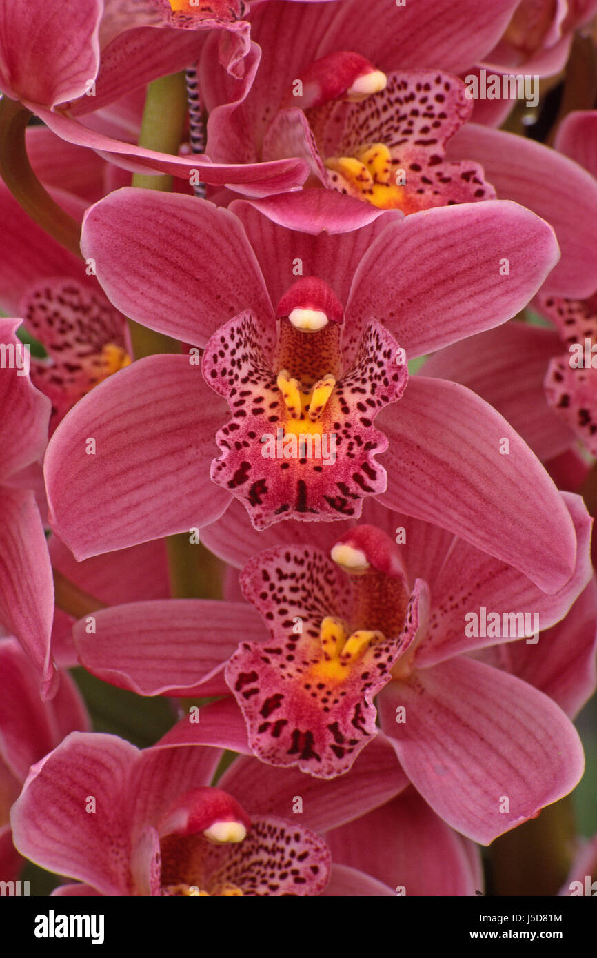 Cymbidium orchidee hi-res stock photography and images - Alamy