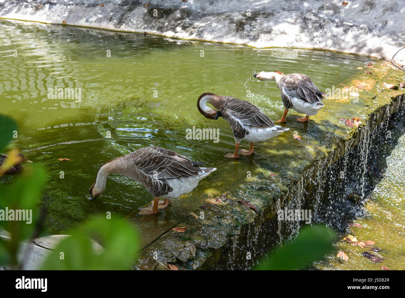 Goose swimming in pond Stock Photo - Alamy