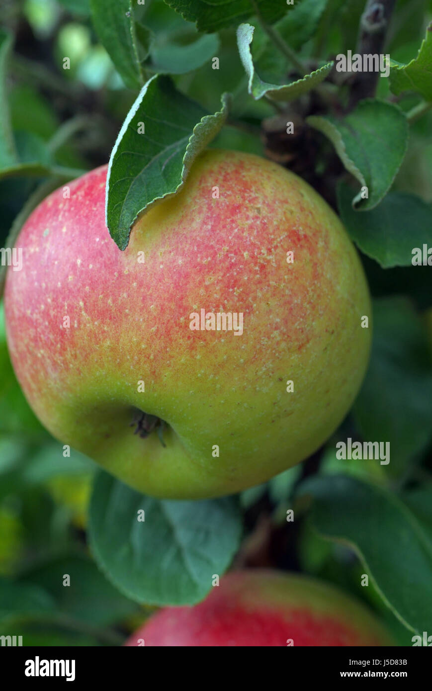 tree green agriculture farming flora ripe fruit apples apple fruit-tree ...