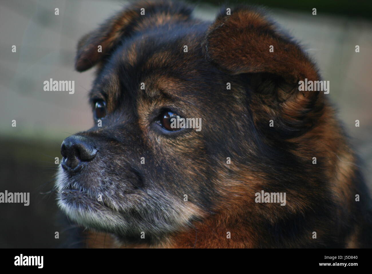 Peevish High Resolution Stock Photography and Images - Alamy