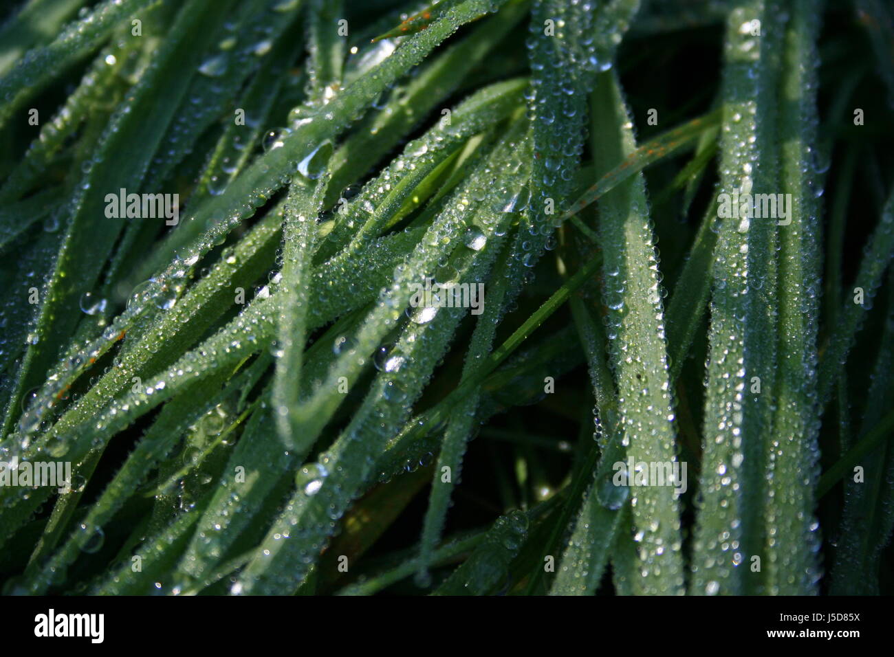 dew on grass 1 Stock Photo - Alamy