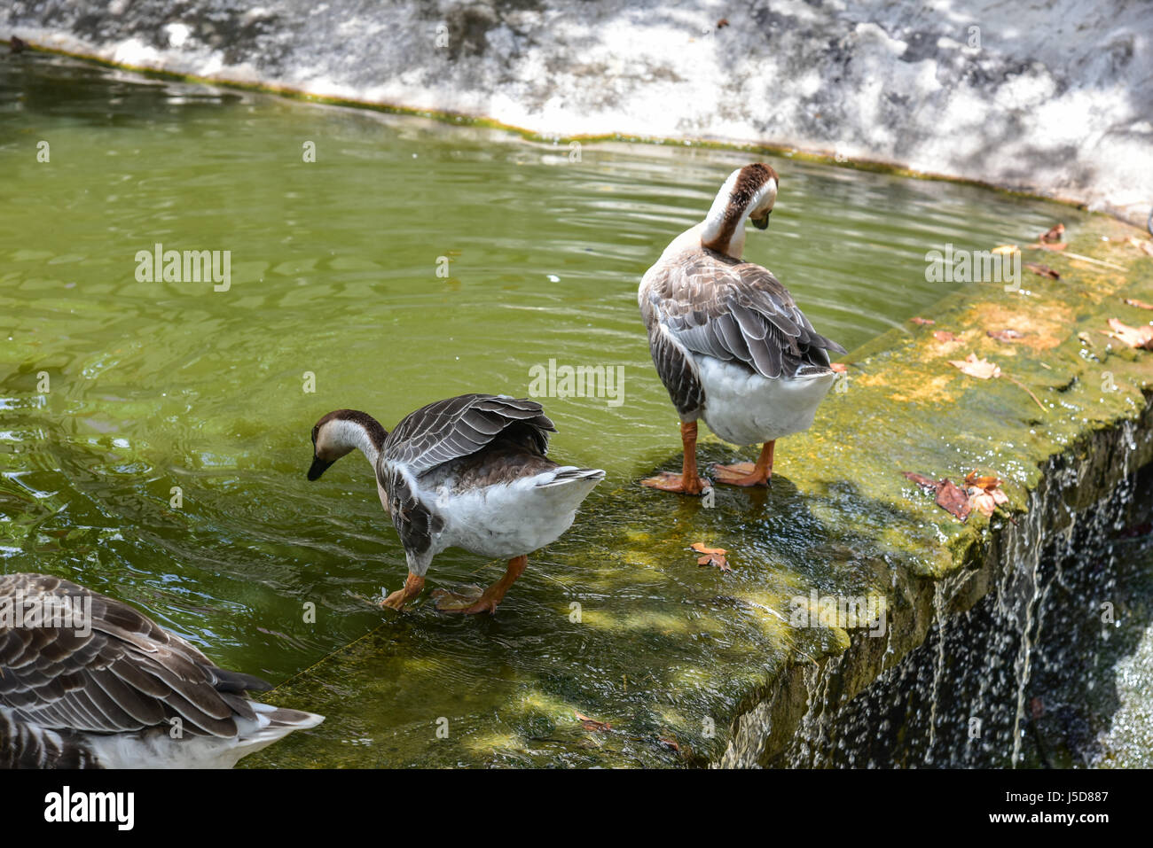 Goose swimming in pond Stock Photo - Alamy