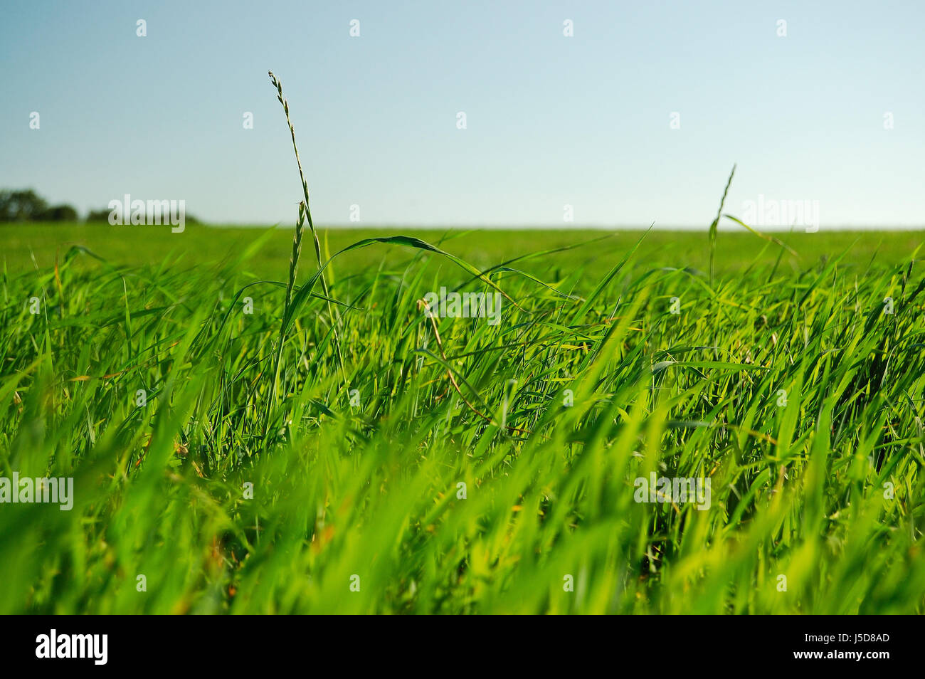 green,blade of grass,meadow,grass,lawn,scenery,countryside,nature ...