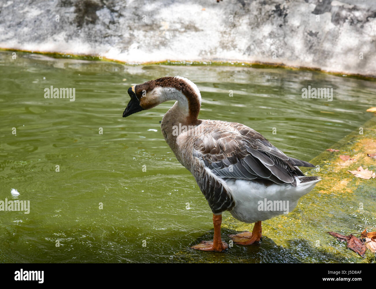 Goose swimming in pond Stock Photo - Alamy