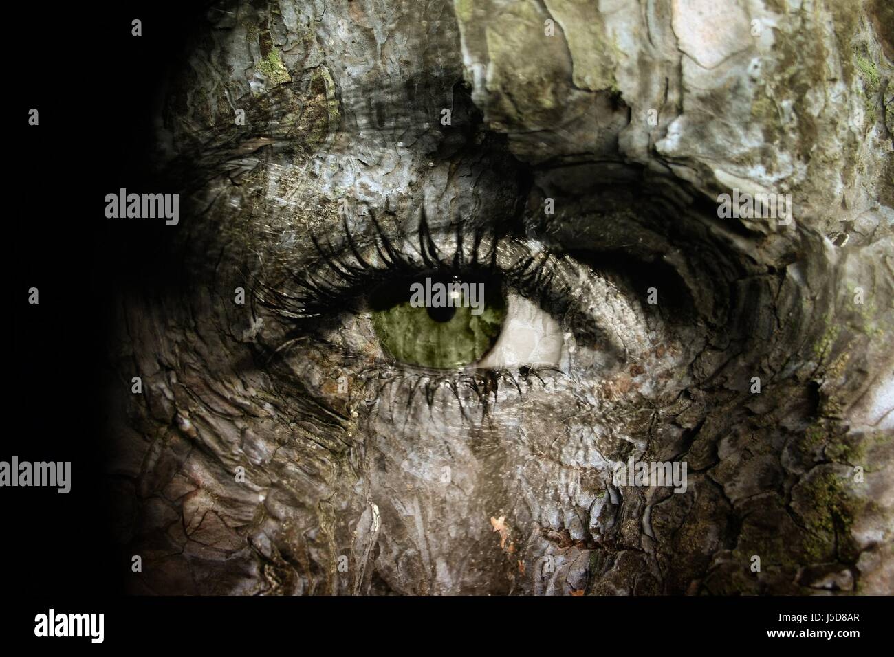 tree eye Stock Photo - Alamy