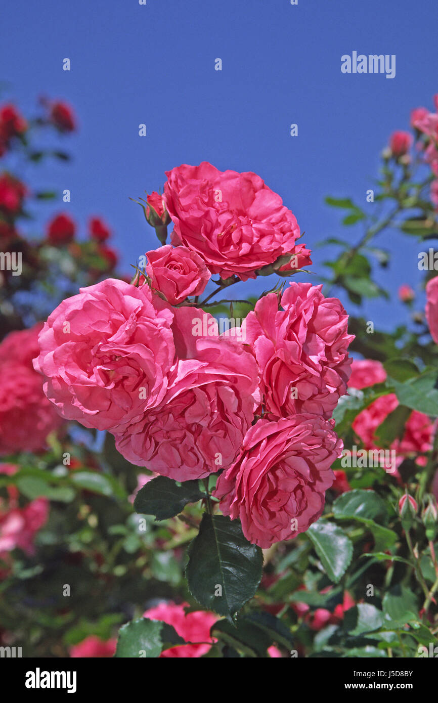 flower rose plant flowers roses rambler rose ornamental plants pink ...
