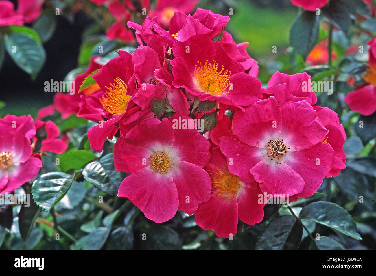 garden flower rose plant roses ornamental plants rot red rosa sorte ...