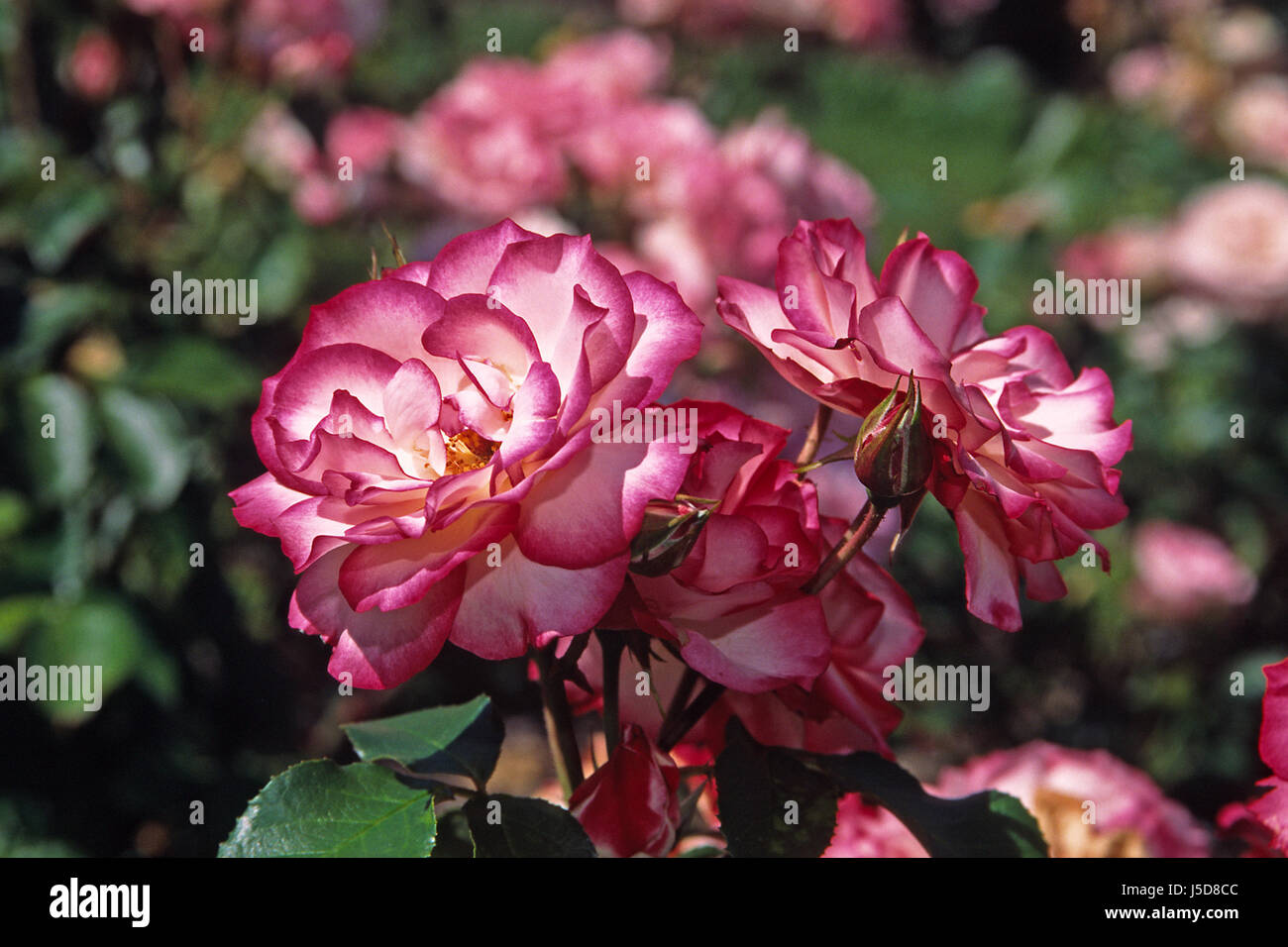 rosa,variety nicole,floribunda rose Stock Photo - Alamy