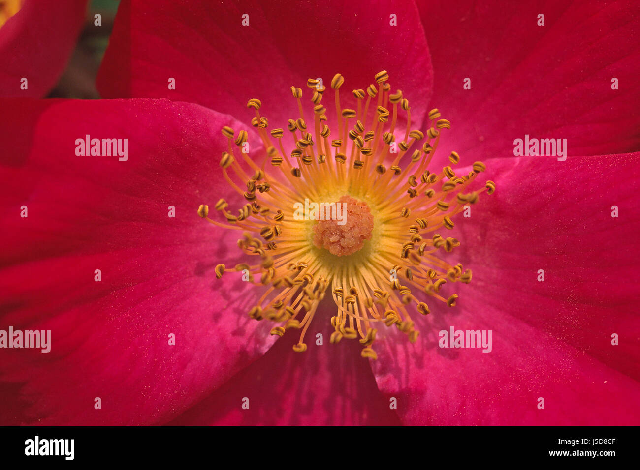 Rose jackson hi-res stock photography and images - Alamy