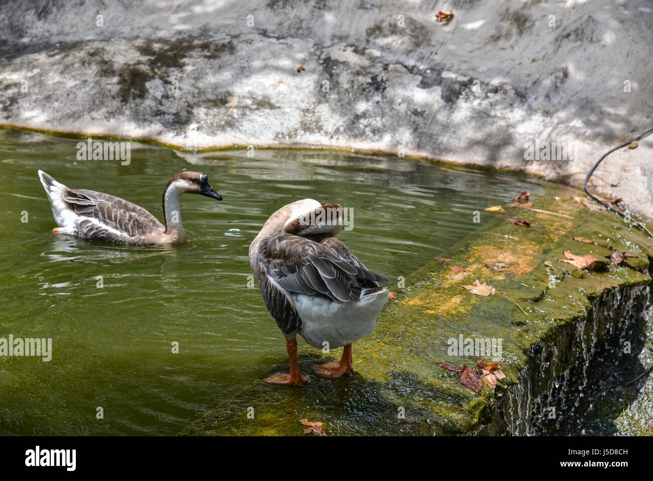 Goose swimming in pond Stock Photo - Alamy