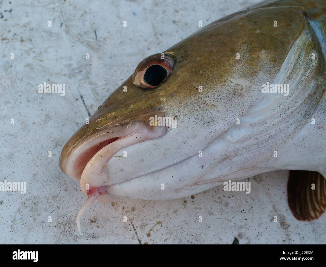 mouth teeth water north sea salt water sea ocean eyes norway angle fish ...