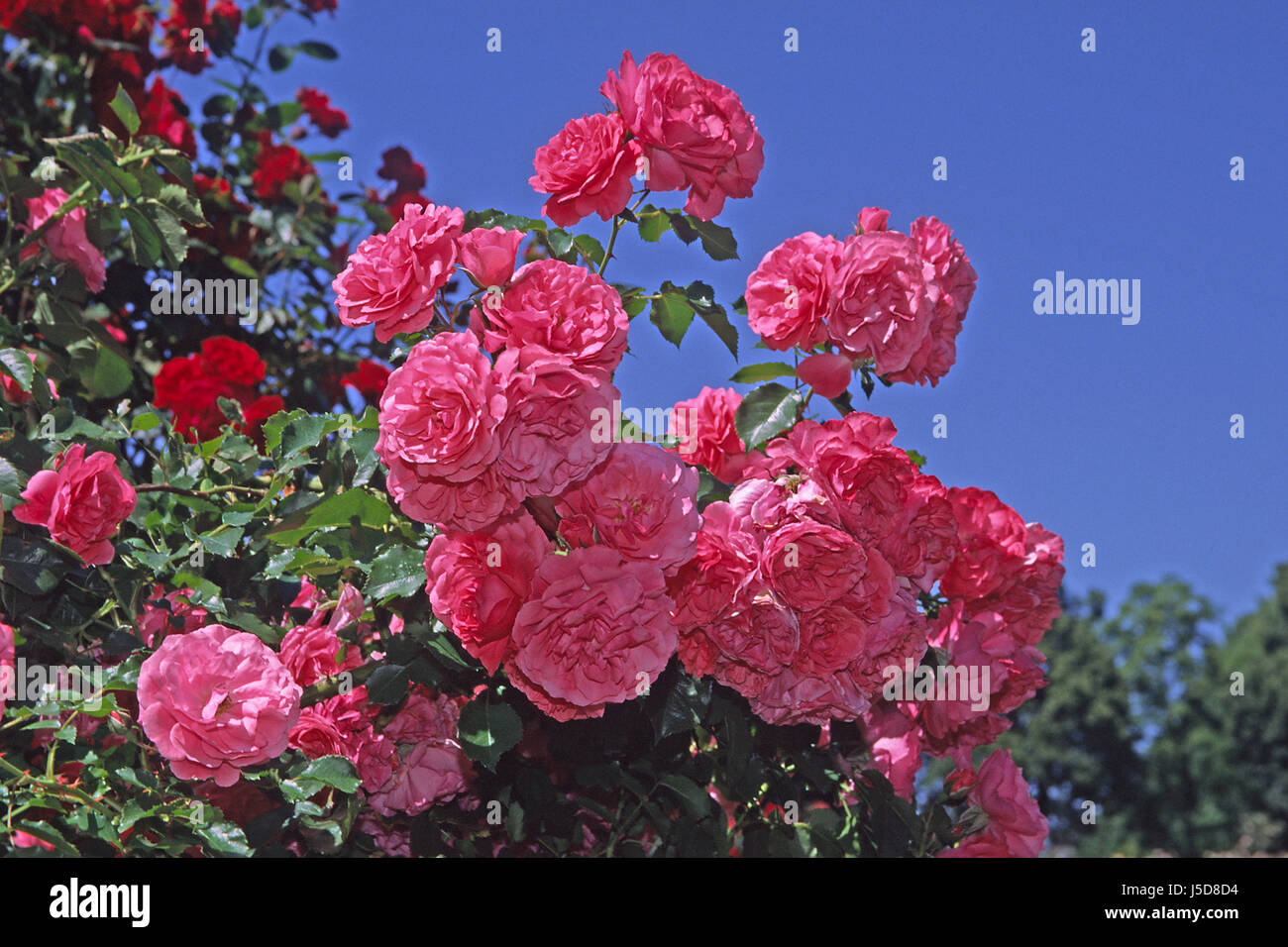 climbing rose,variety rosarium uetersen Stock Photo - Alamy