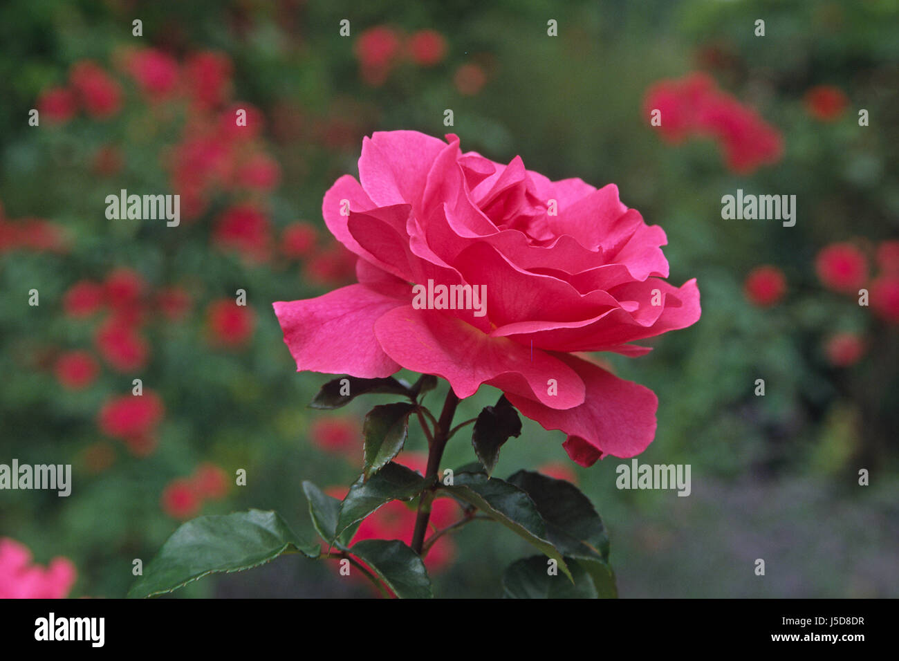 flower rose plant flowers roses ornamental plants romance pink ...