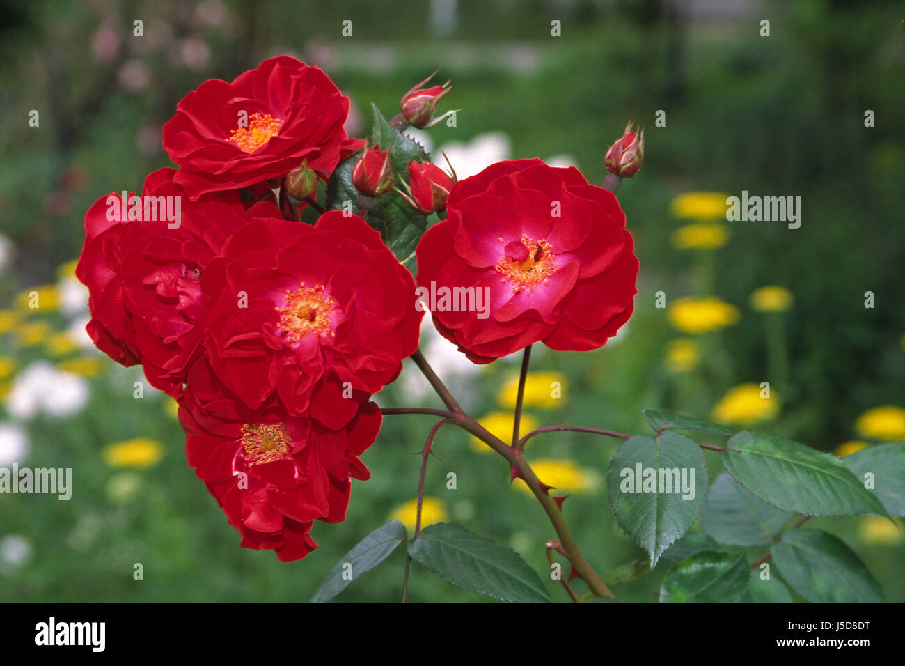 Variety conductor hi-res stock photography and images - Alamy