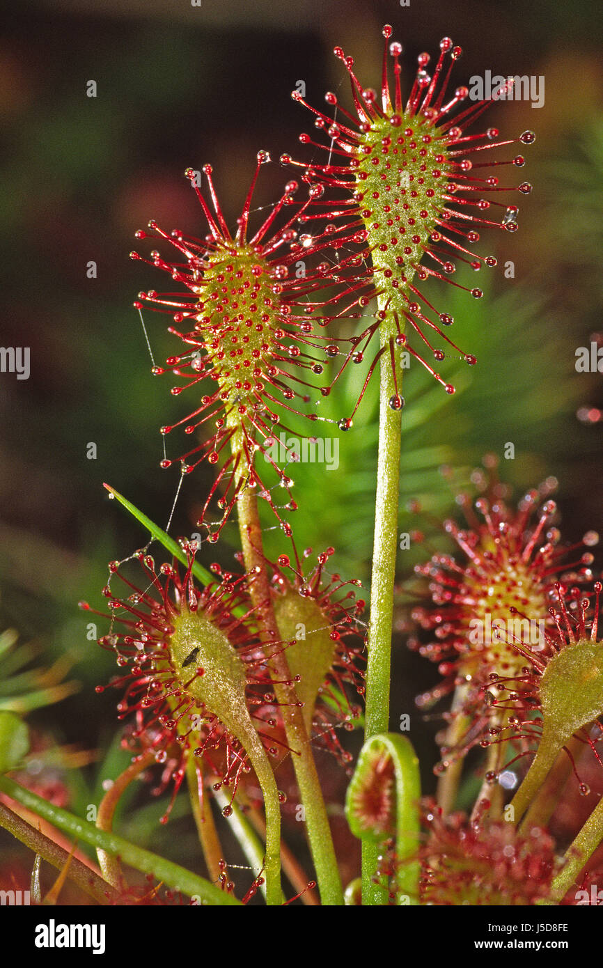 flower flowers plant fen ornamental plants drosera intermedia mittlerer ...