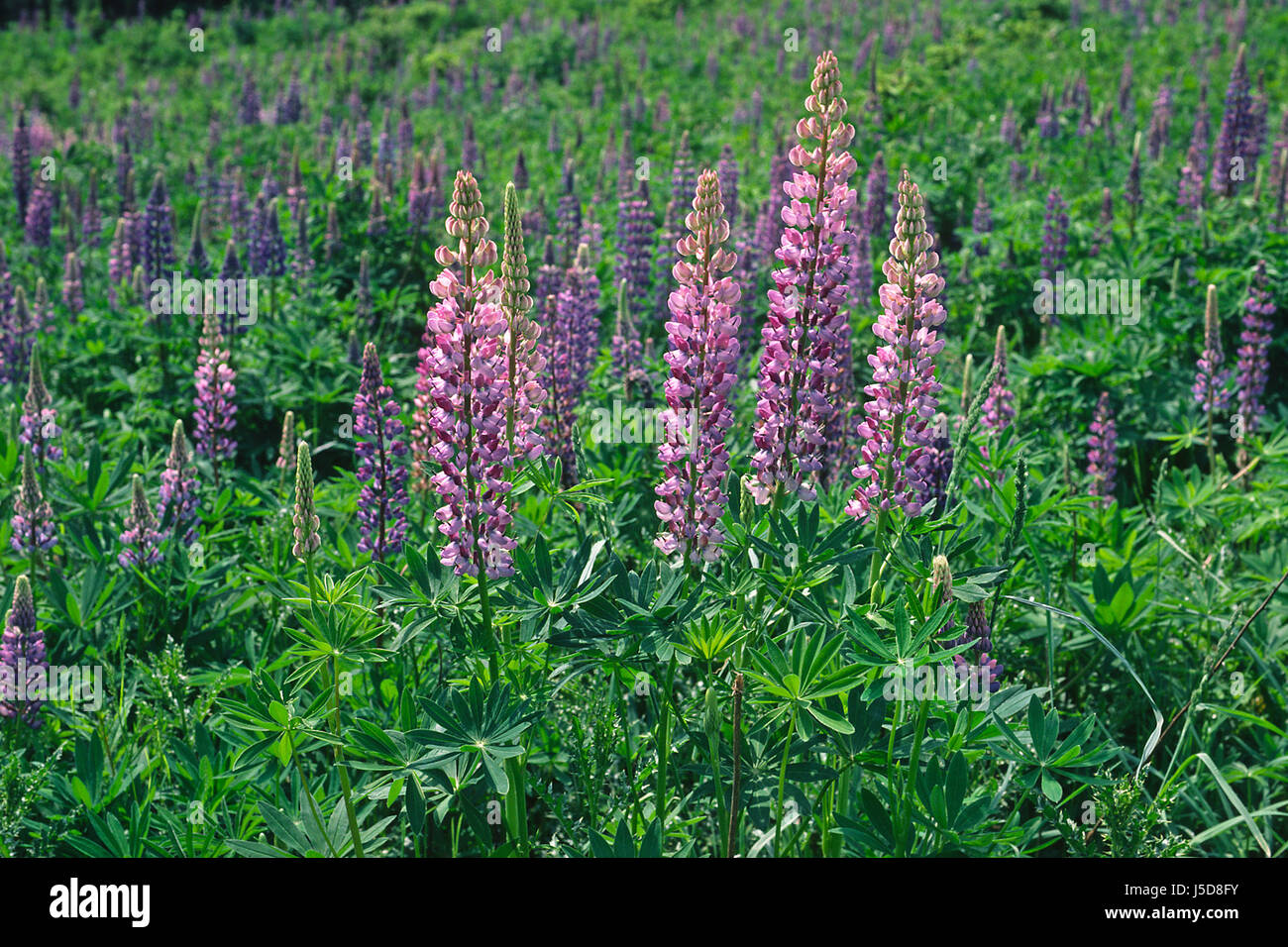 Vielblttrige lupine hi-res stock photography and images - Alamy
